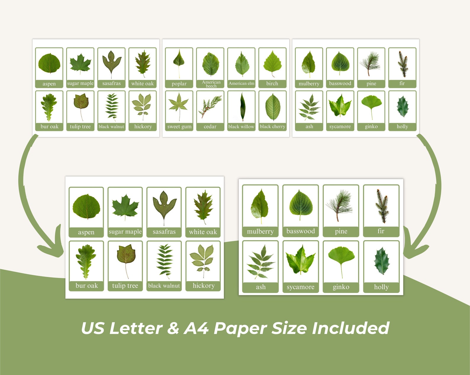 Tree Leaf Identification Cards: Montessori Homeschool Nature Study (PDF ...