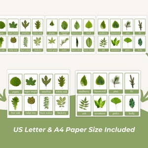 Tree Leaf Identification Cards: Montessori Homeschool Nature Study (PDF ...