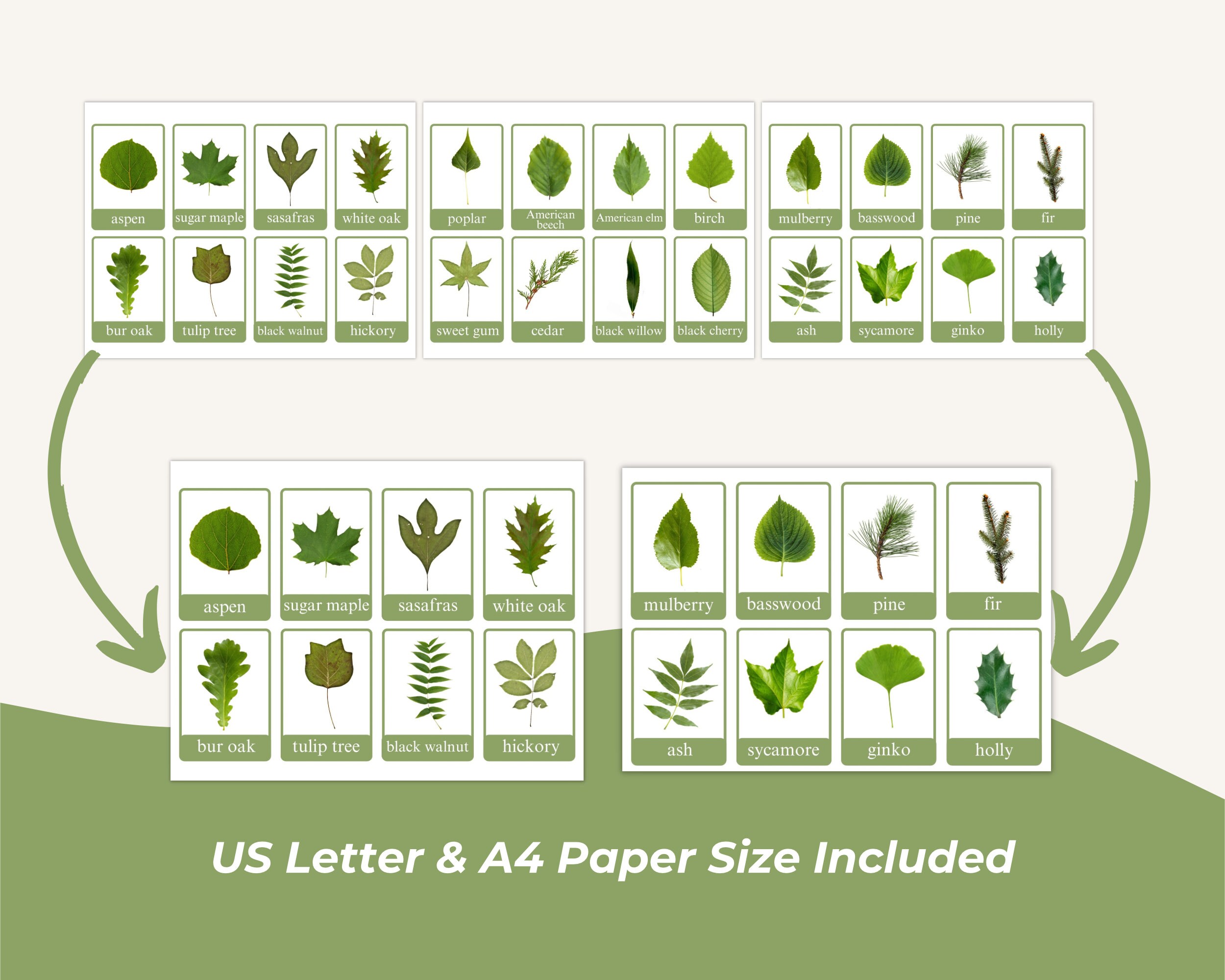 Tree Leaf Identification Cards for Kids, Montessori Nomenclature Cards ...