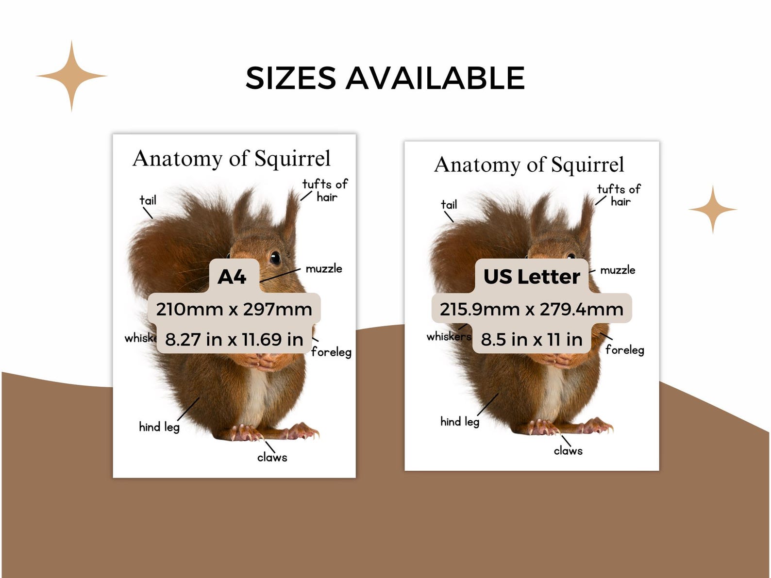 Acorns & Squirrels: Anatomy and Life Cycle; Science Worksheets for Pre ...