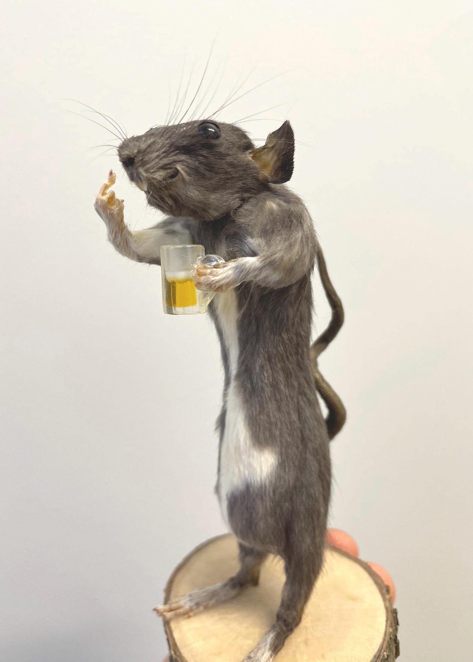 Brewski Bully – Taxidermy Rat Flipping the Bird Holding a Beer - Etsy
