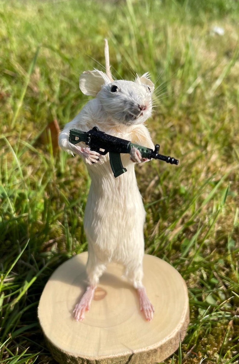 Armed and Adorable – Taxidermy Mouse Holding a Gun - Etsy
