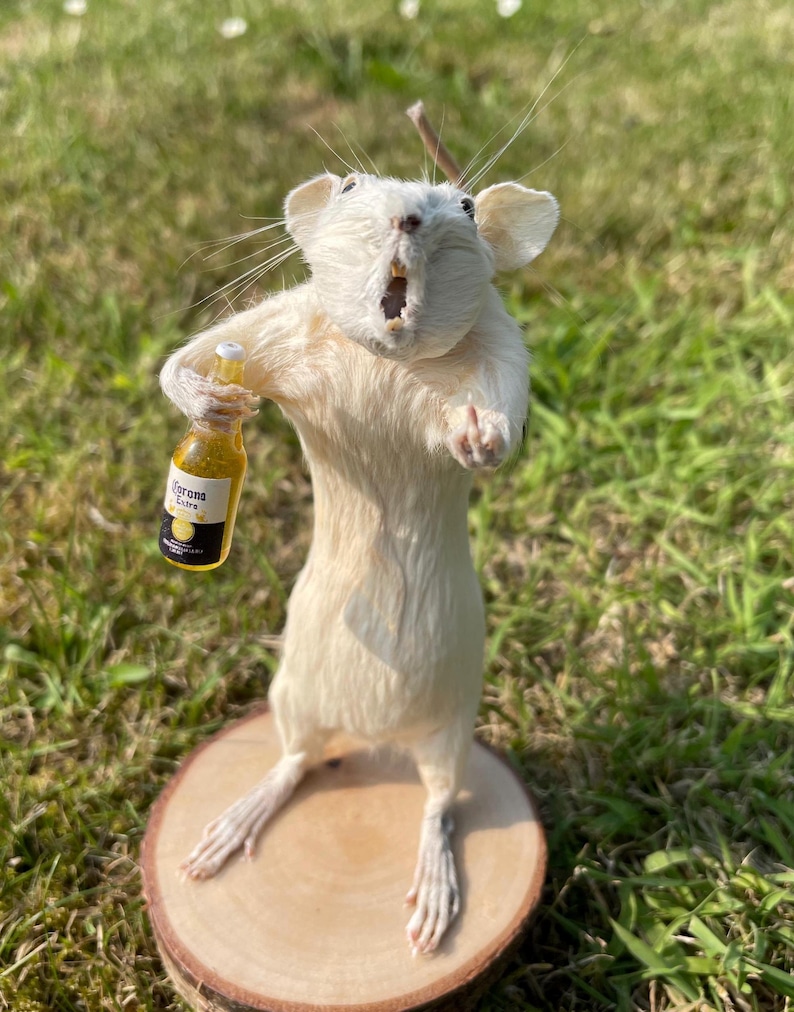 Ratarsed – Taxidermy Rat Flipping the Bird Holding a Bottle of Beer - Etsy