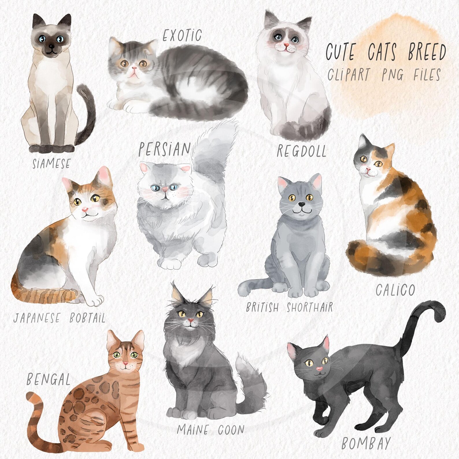 Cute Cat Breed Clipart , Seamless Pattern Design, Hand Drawn Clipart ...