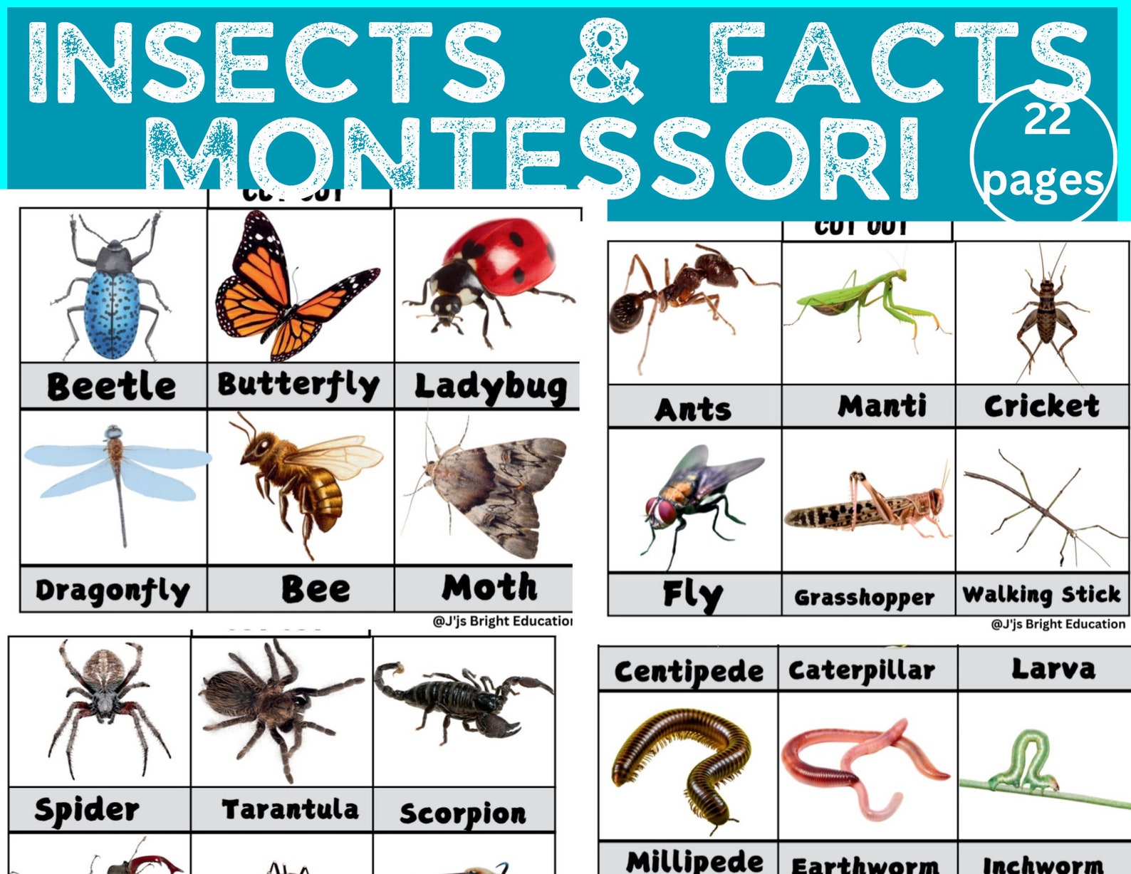 Insects Printables |crawley Bugs Printables | Bugs Worksheets|insects ...