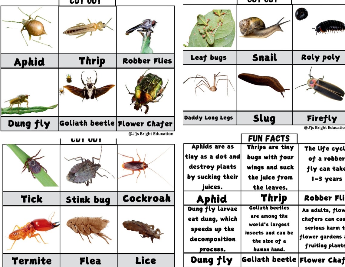 Insects Printables |crawley Bugs Printables | Bugs Worksheets|insects ...