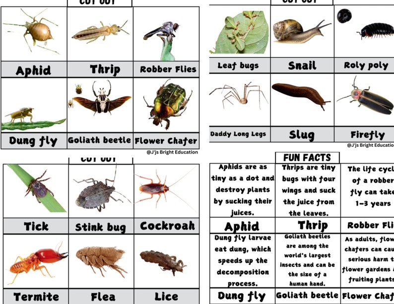 Insects Printables |crawley Bugs Printables | Bugs Worksheets|insects ...