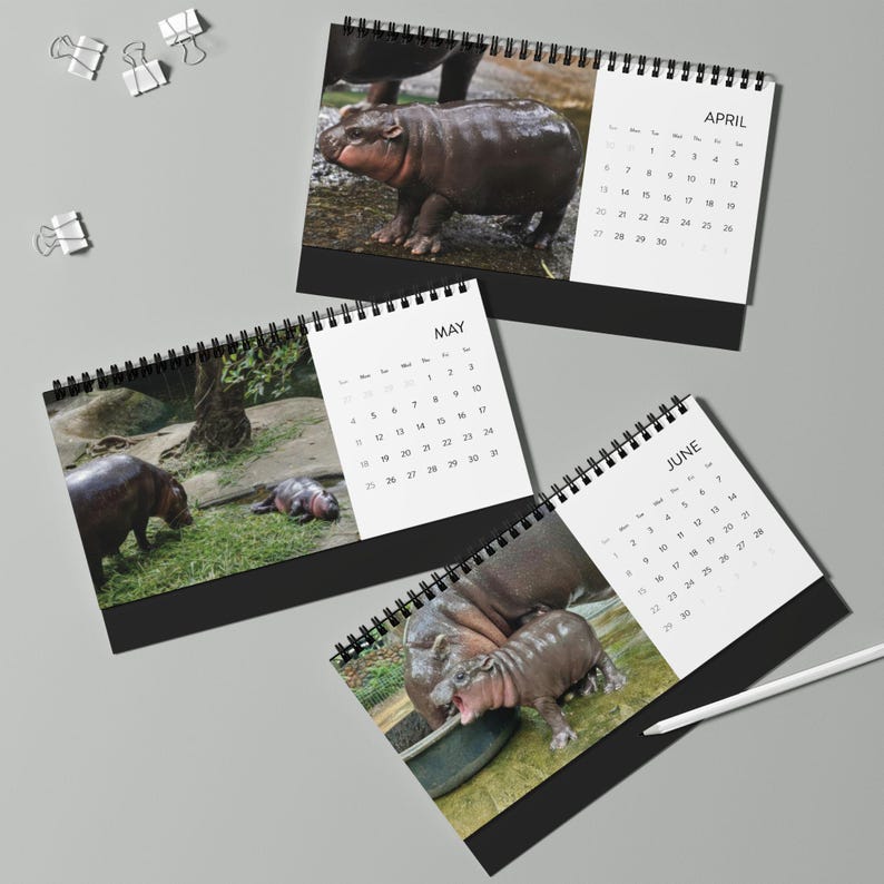 Funny Moo Deng 2026 Desktop Calendar, Fun Baby Pygmy Hippo Desk Planner ...