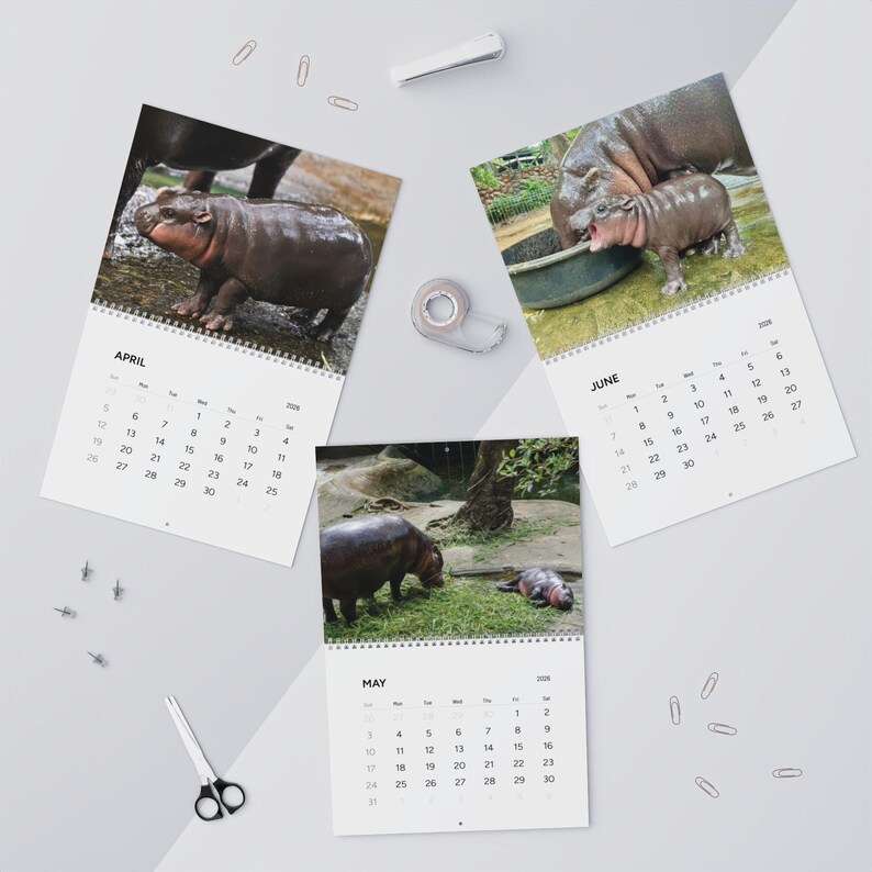 Funny Moo Deng 2026 Wall Calendar, Fun Cute Baby Pygmy Hippo Planner ...