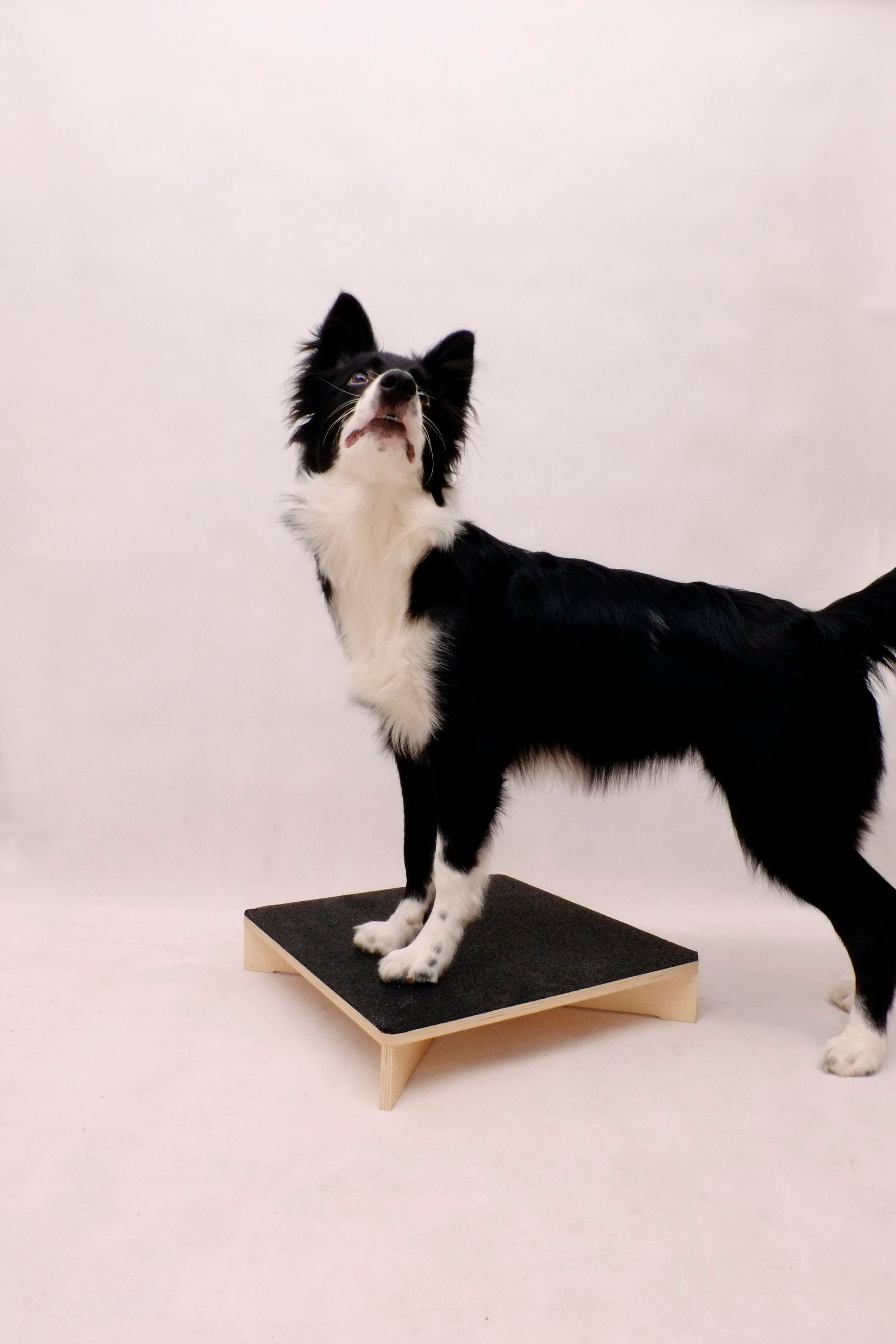 Square Dog Platform / Dog Training / Dog Fitness / Dog Accessories ...