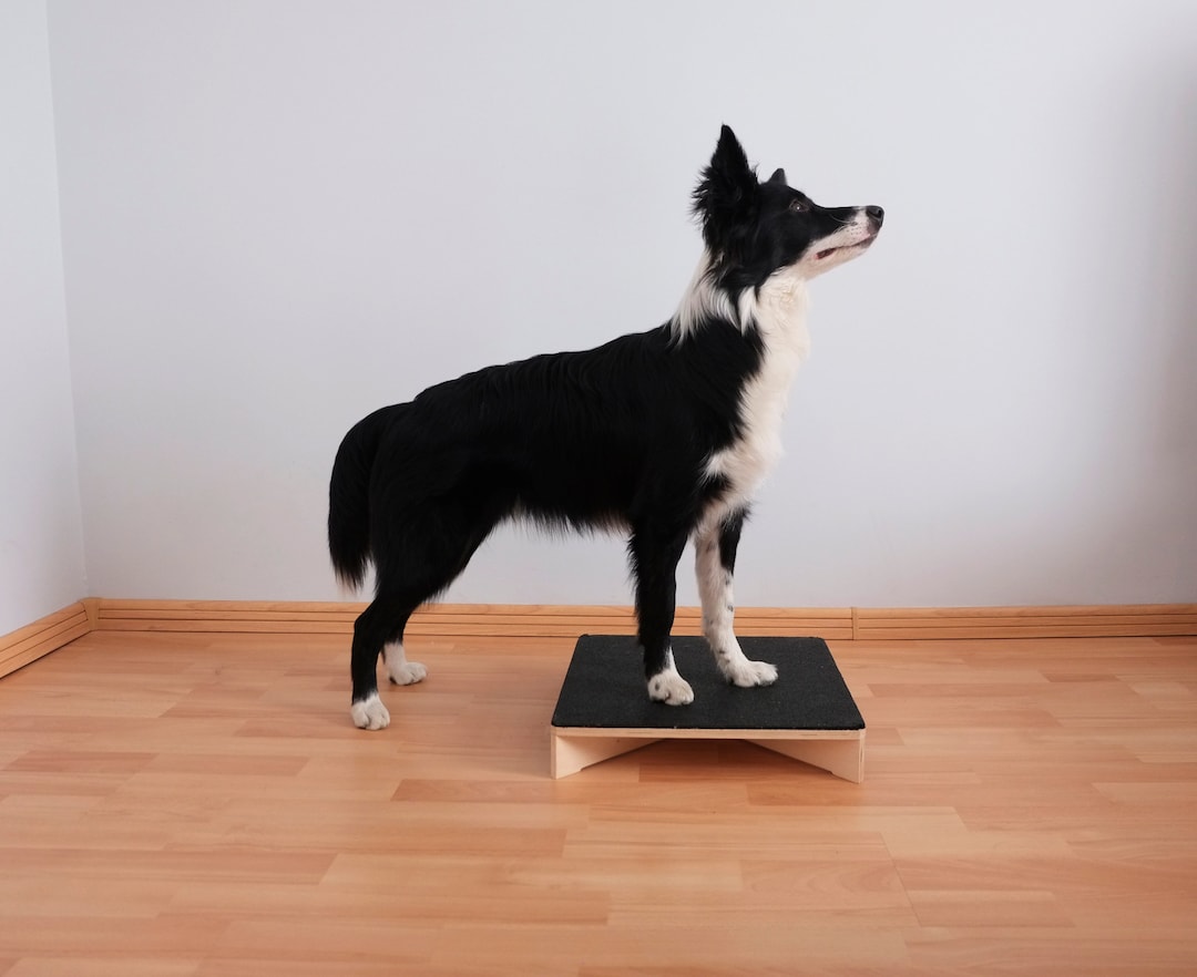 Square Dog Platform / Dog Training / Dog Fitness / Dog Accessories ...