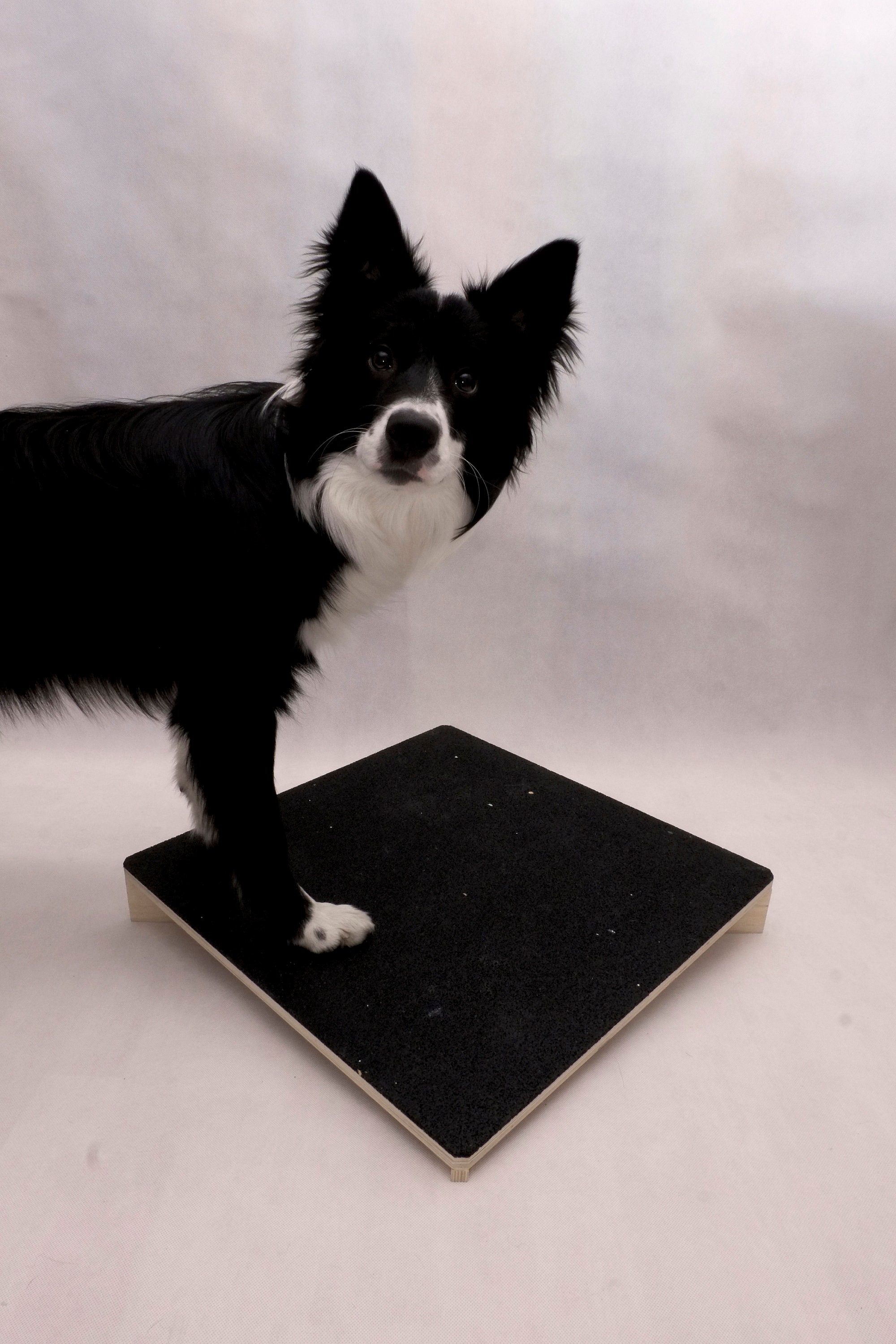Balancing Platform for Puppy / Dog Training / Dog Socialization / Dog ...
