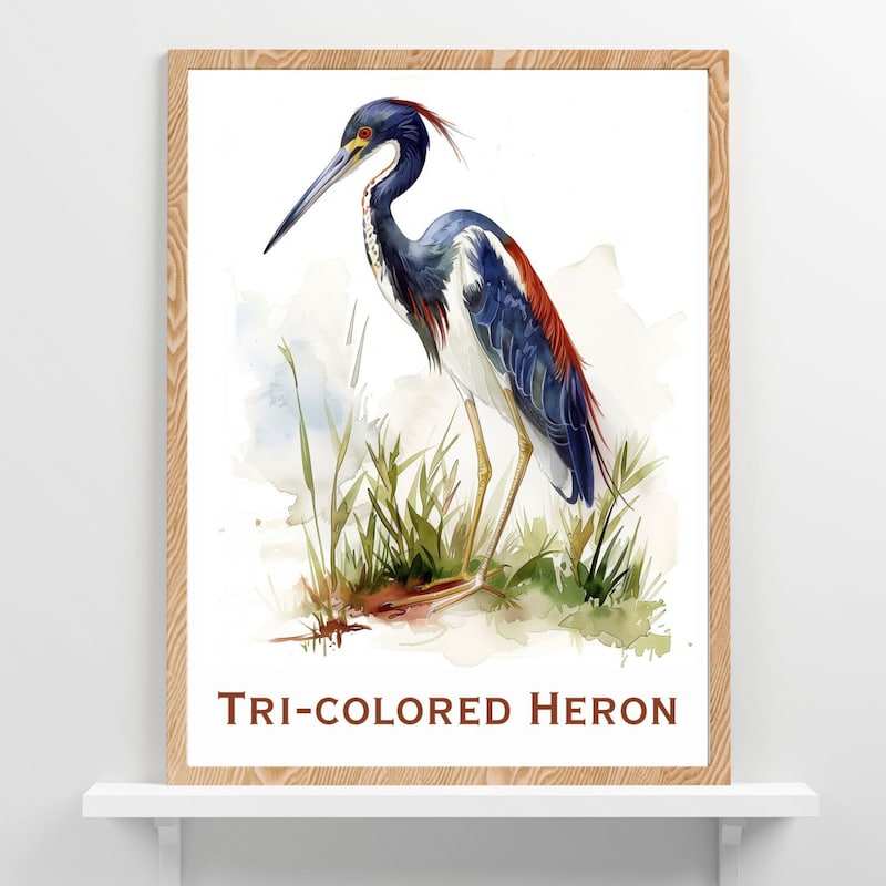 Florida Bird Art - Etsy