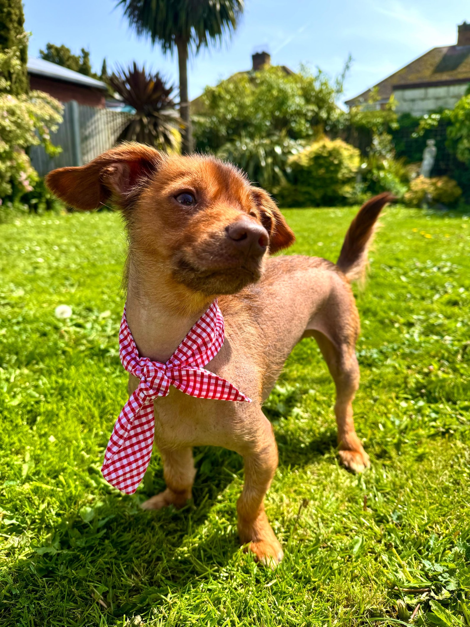 Dog Neckerchief Sewing Pattern: XS & S Tie-up Bandana (PDF Pattern) - Etsy
