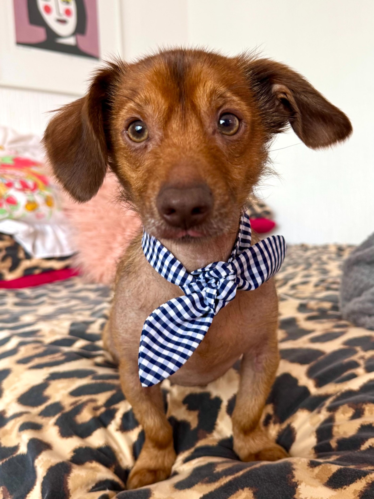 Dog Neckerchief Sewing Pattern: XS & S Tie-up Bandana (PDF Pattern) - Etsy