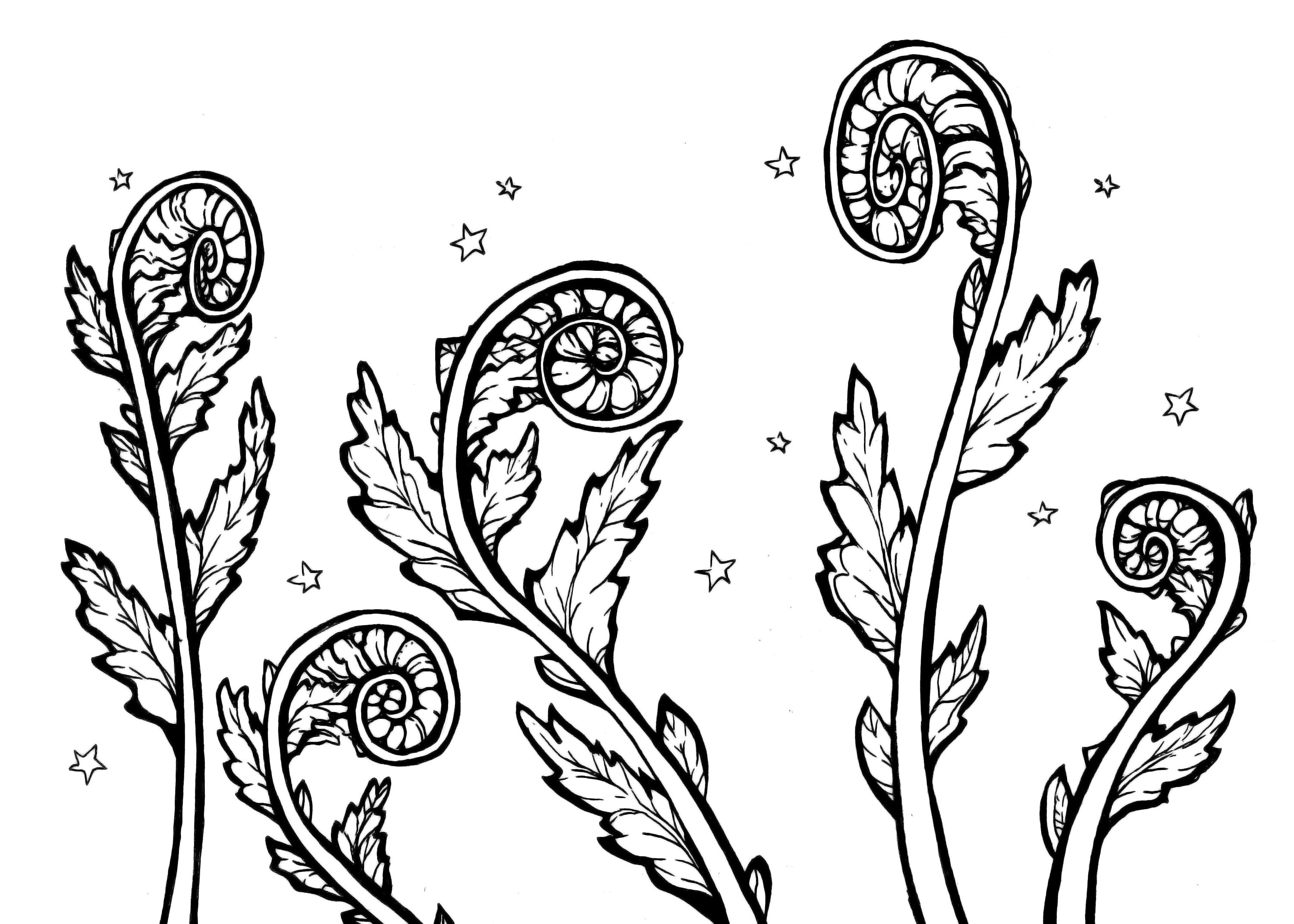 Fiddlehead Fern Art Print Set-unframed Giclee Prints - Gallery Wall ...