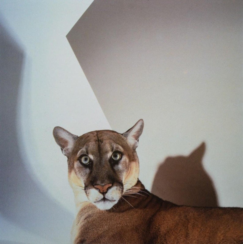 James Balog Florida Panther, Print - Etsy