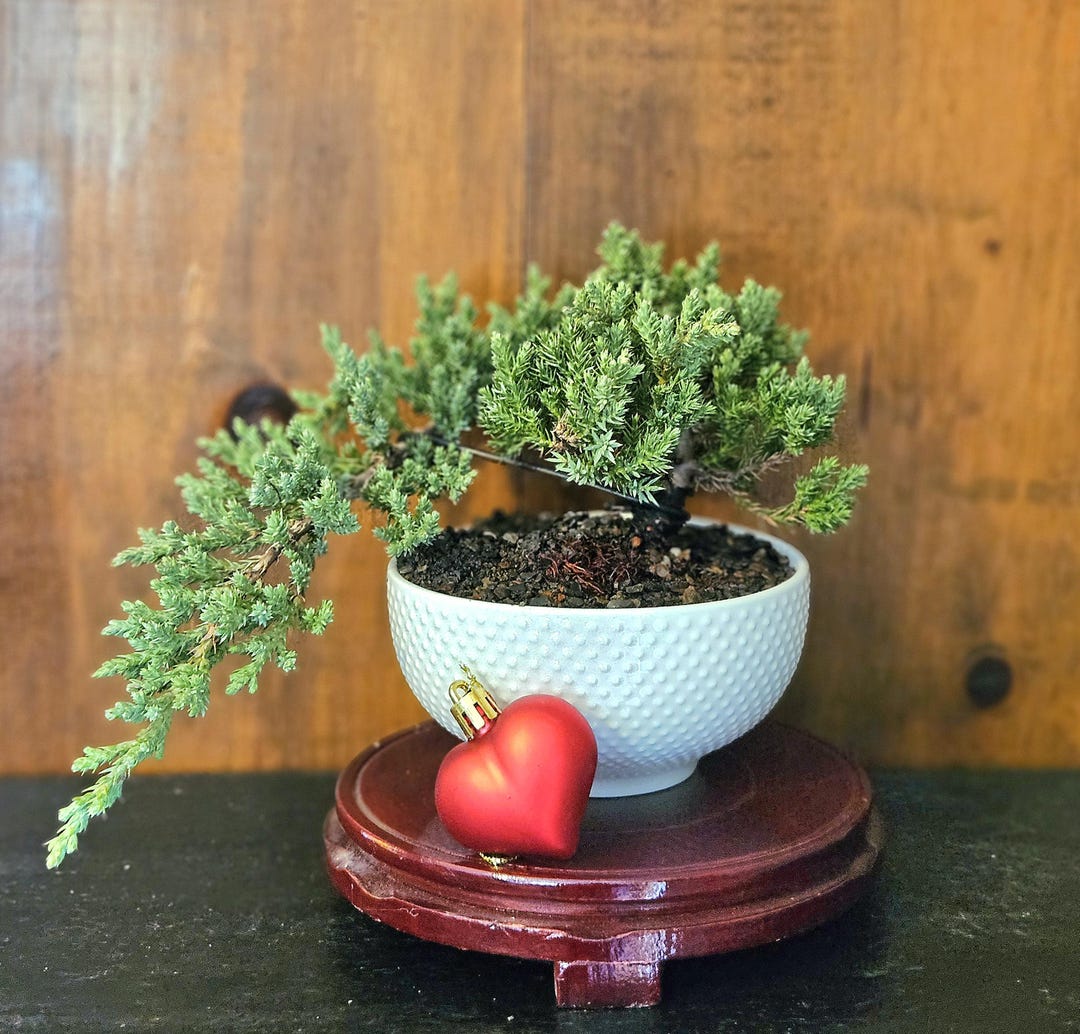 Bonsai in a White Ceramic Pot With Heart Ornament - Etsy