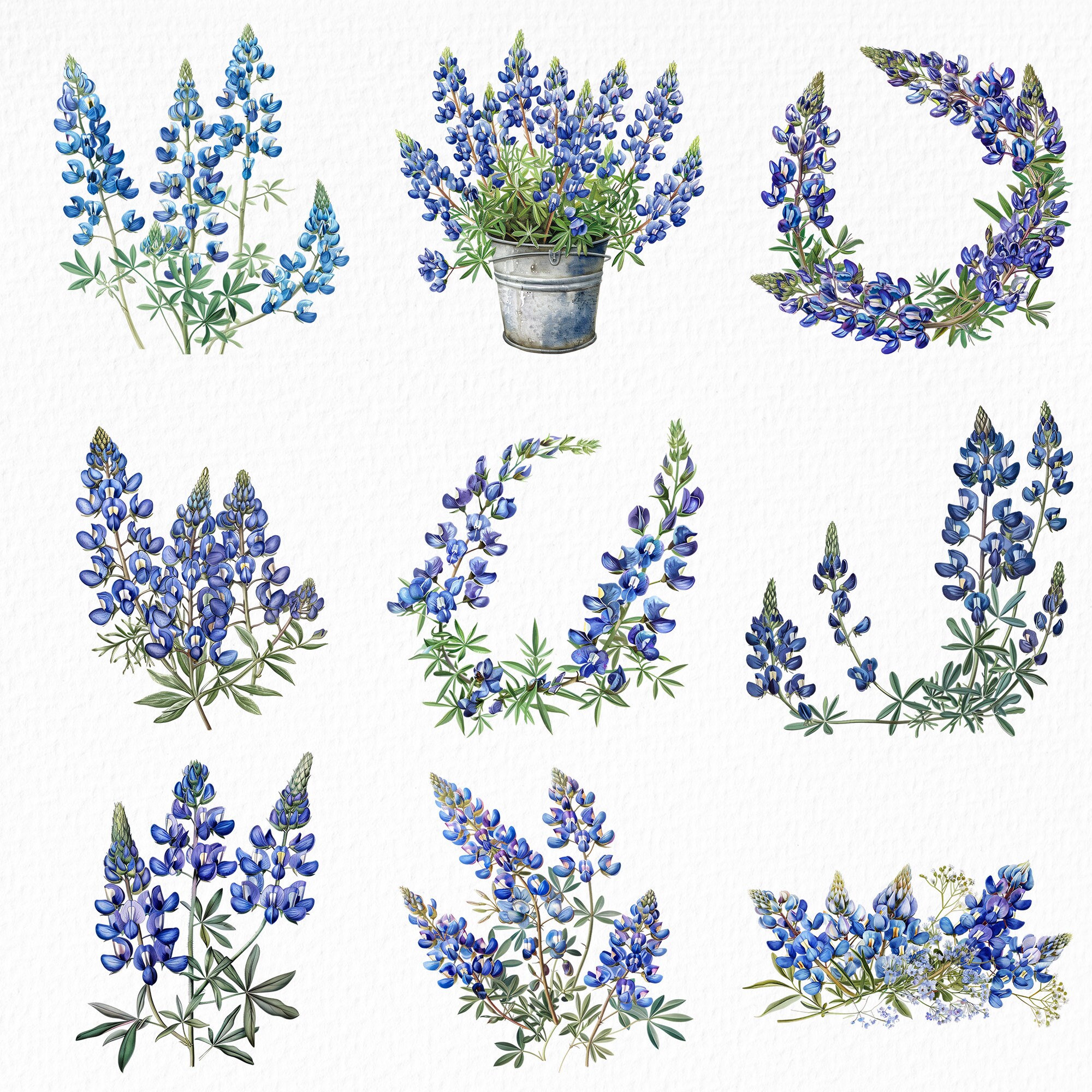Texas State Flower, Bluebonnet Clipart, Texas Bluebonnet Png, Blue ...