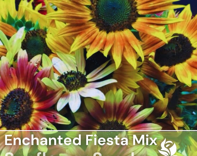 60 Sunflower Seeds - Enchanted Fiesta Mix - Flower Seeds, Heirloom ...