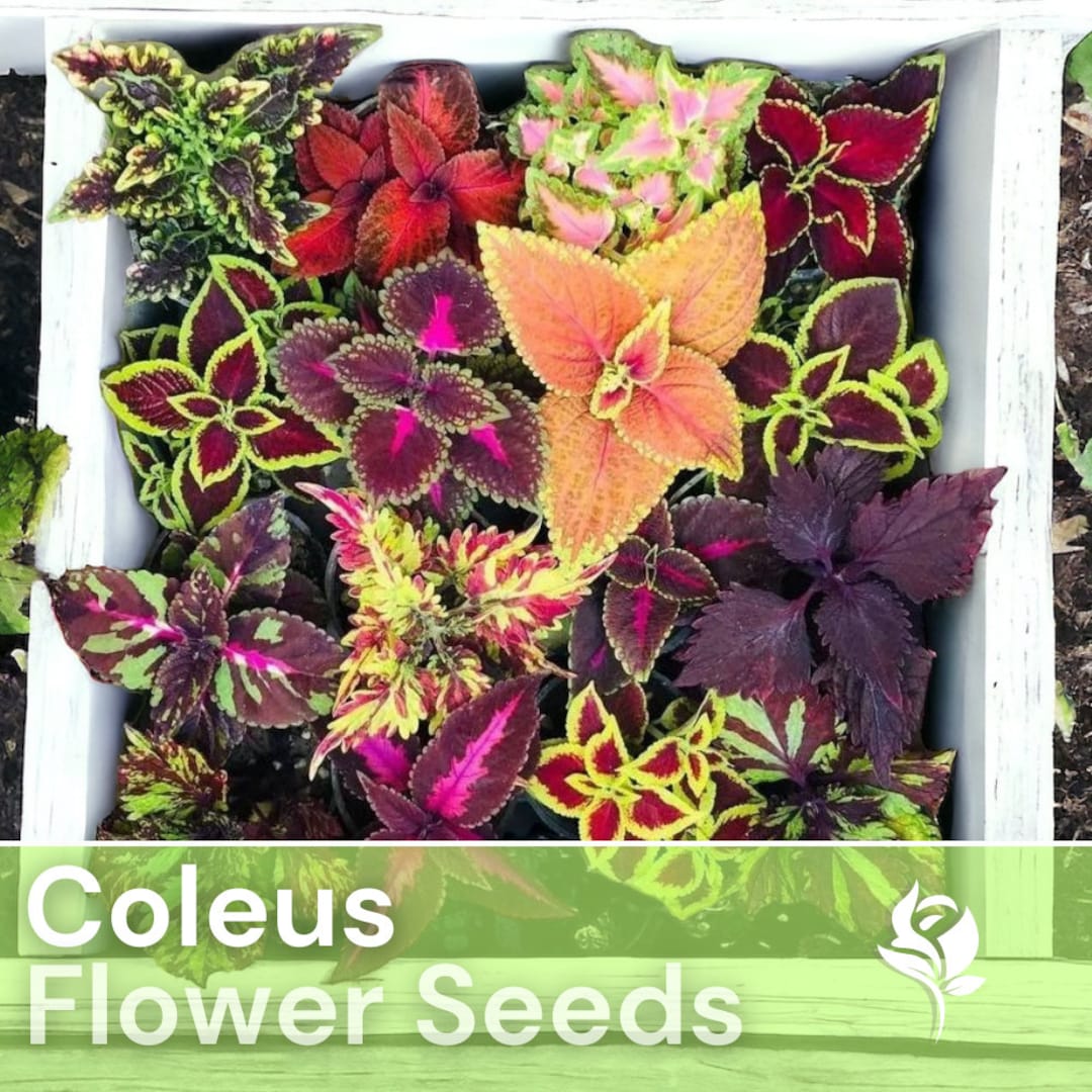 110 Coleus Seeds - Radiant Medley - Flower Seeds, Heirloom Seeds, Non ...