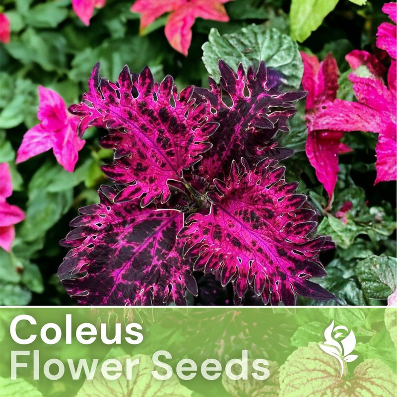 Coleus Seeds - Etsy