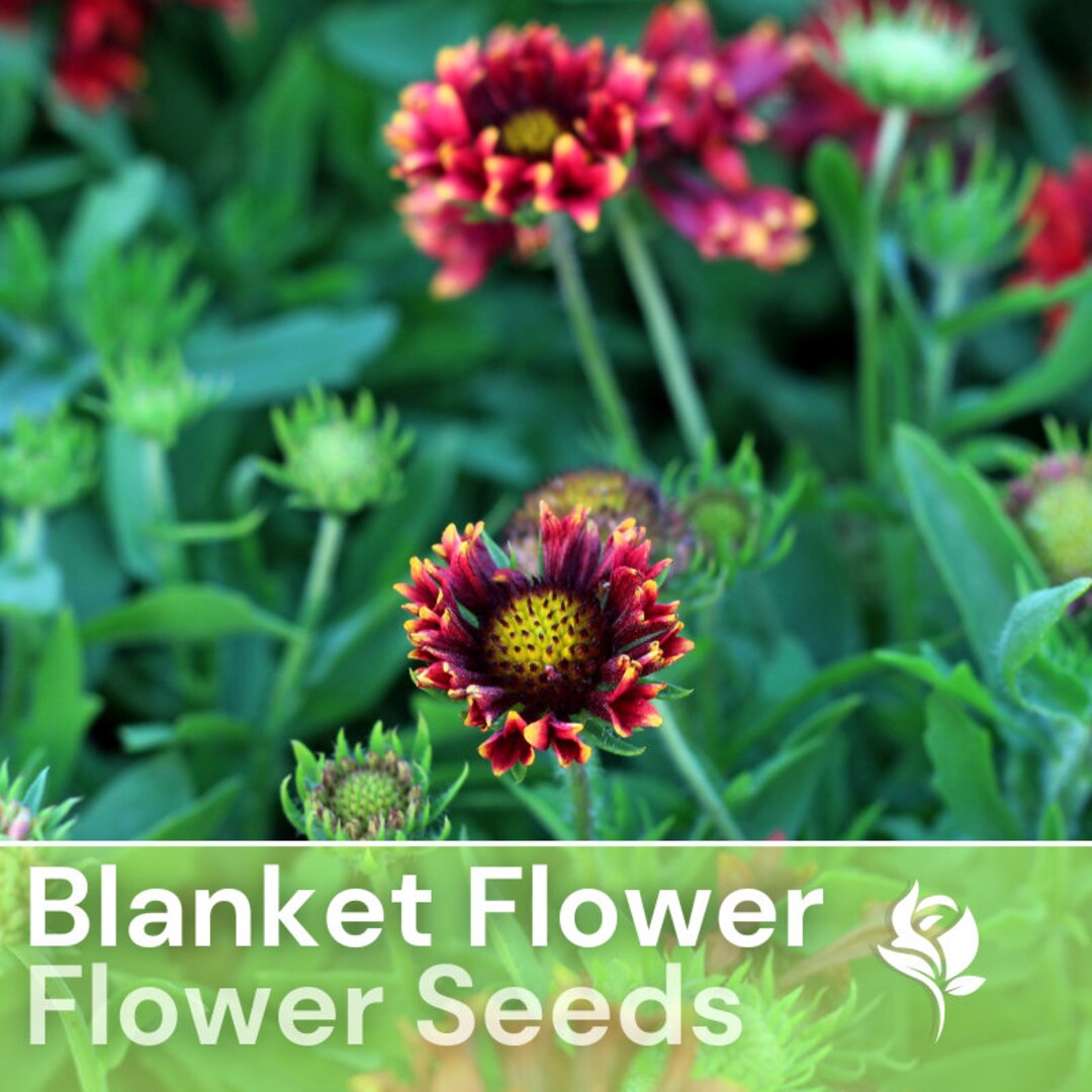 100 Blanket Flower Seeds Barbican Red Flower Seeds, Heirloom Seeds, Non ...