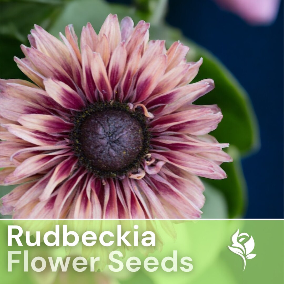 125 Rudbeckia Seeds - Cherokee Blush - Flower Seeds, Heirloom Seeds ...