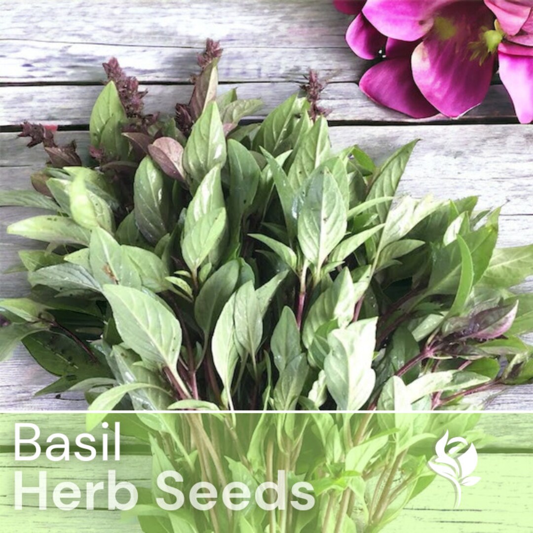 500 Basil Seeds - Thai Basil - Herb Seeds, Heirloom Seeds, Non Gmo ...