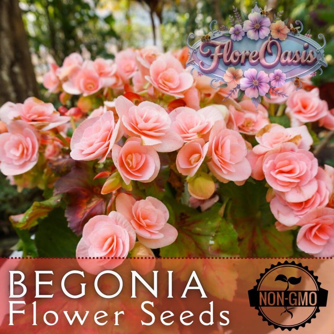 50 Begonia Seeds - Chic Blush - Flower Seeds, Heirloom Seeds, Non Gmo ...