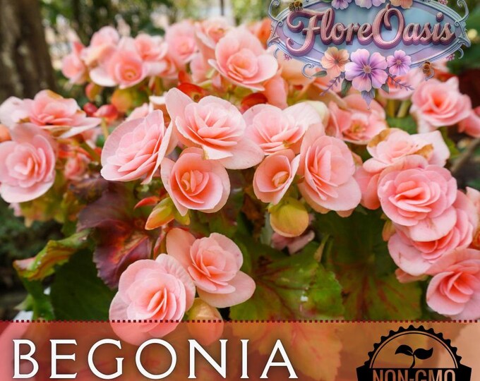50 Begonia Seeds - Chic Blush - Flower Seeds, Heirloom Seeds, Non Gmo ...