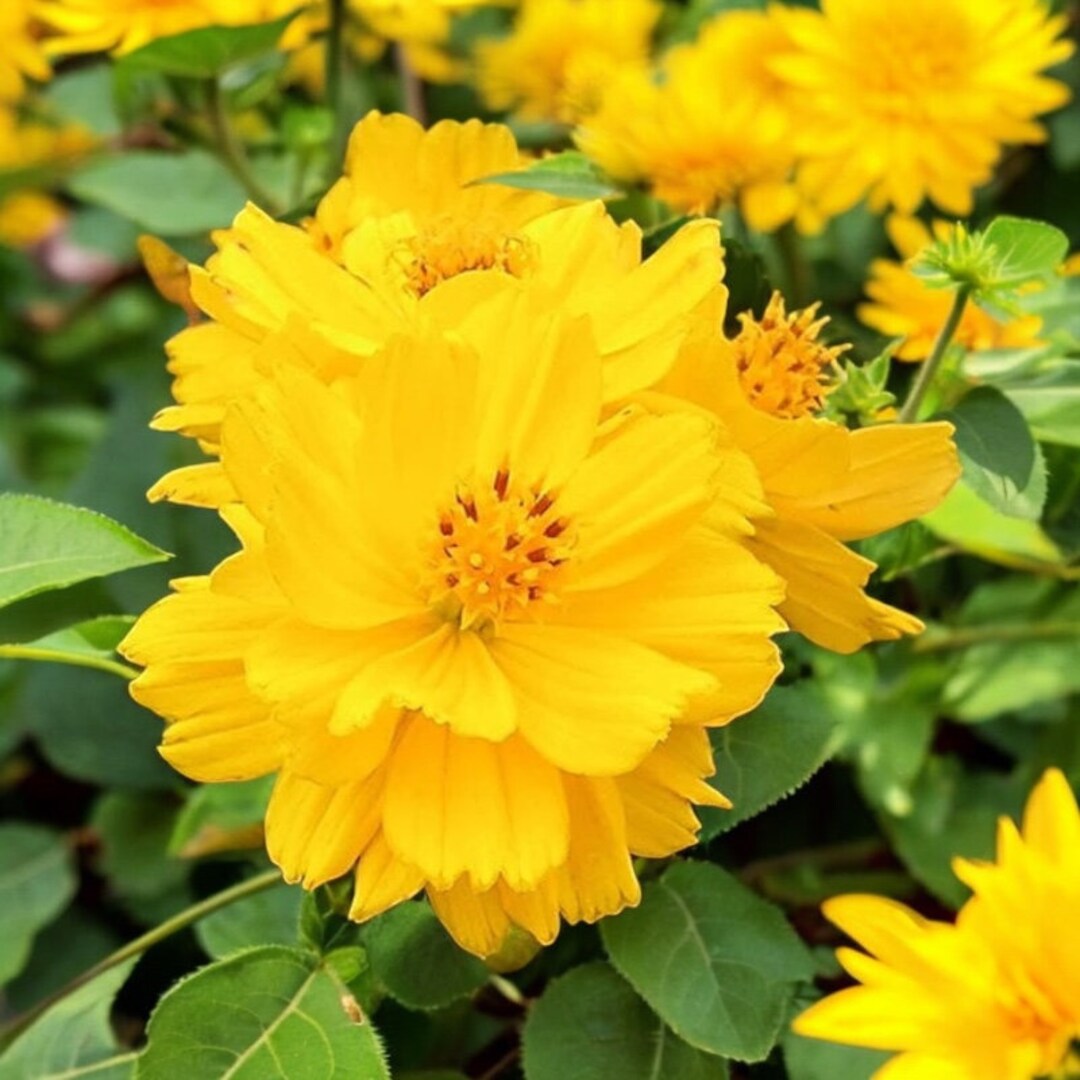 40 Cosmos Seeds - Solar Flare - Flower Seeds, Heirloom Seeds, Non Gmo ...