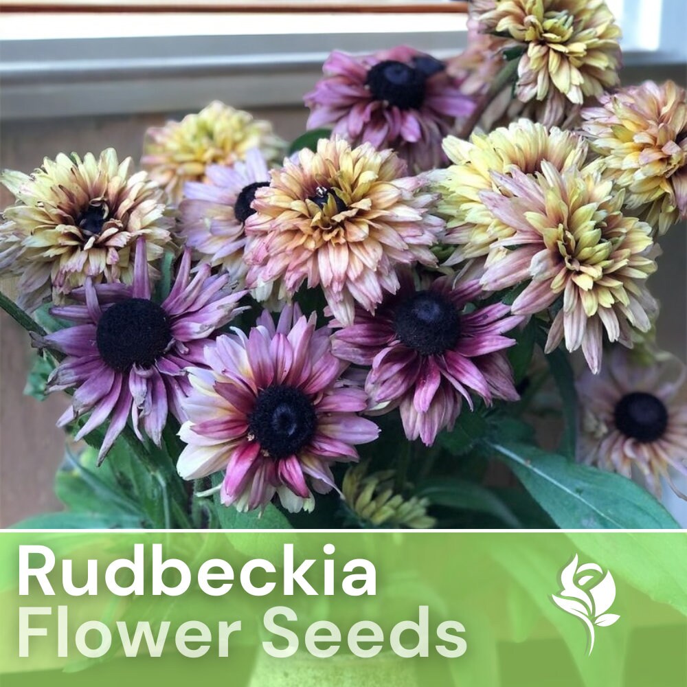 125 Rudbeckia Seeds Vintage Mix Flower Seeds, Heirloom Seeds, Non Gmo ...