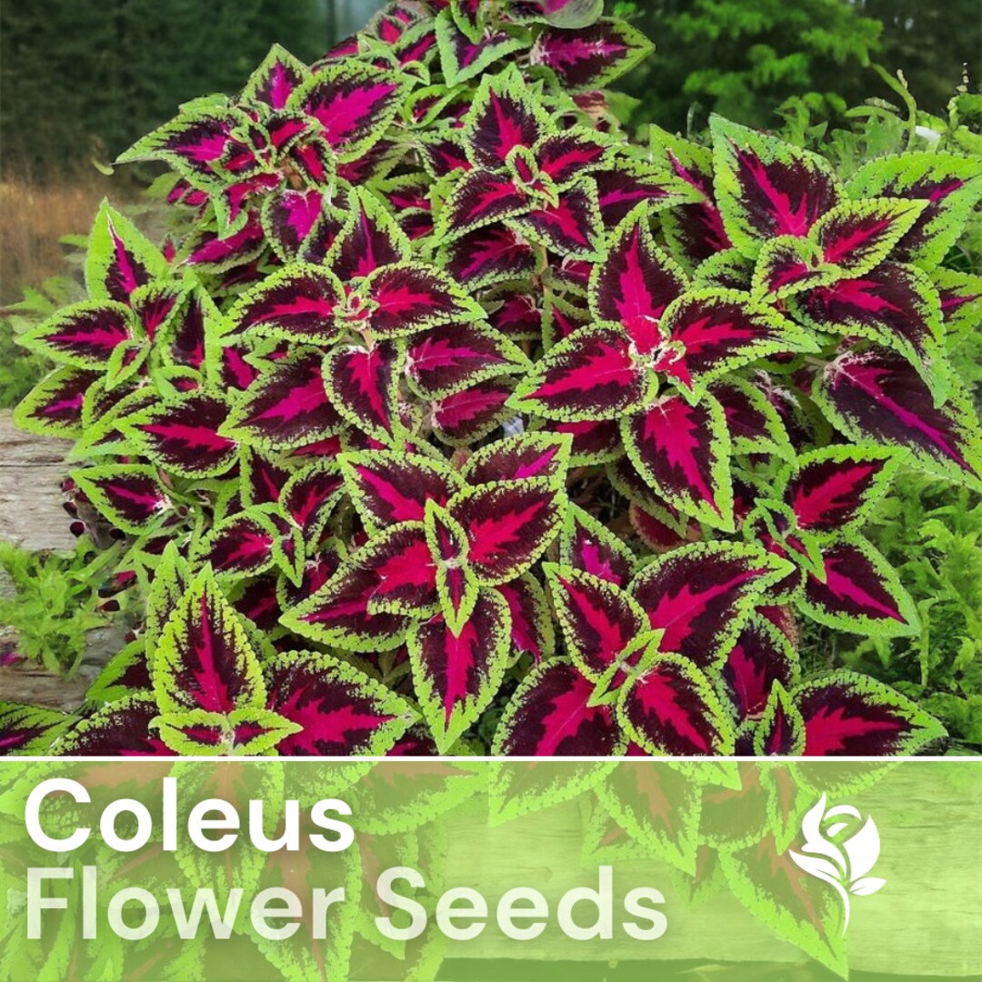 110 Coleus Seeds - Condo - Flower Seeds, Heirloom Seeds, Non Gmo ...