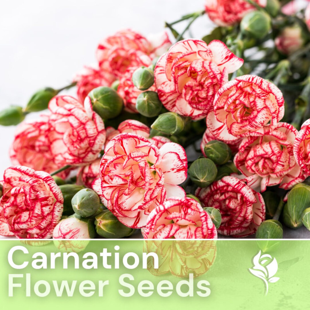 250 Carnation Seeds - Cherry Frost - Flower Seeds, Heirloom Seeds, Non ...