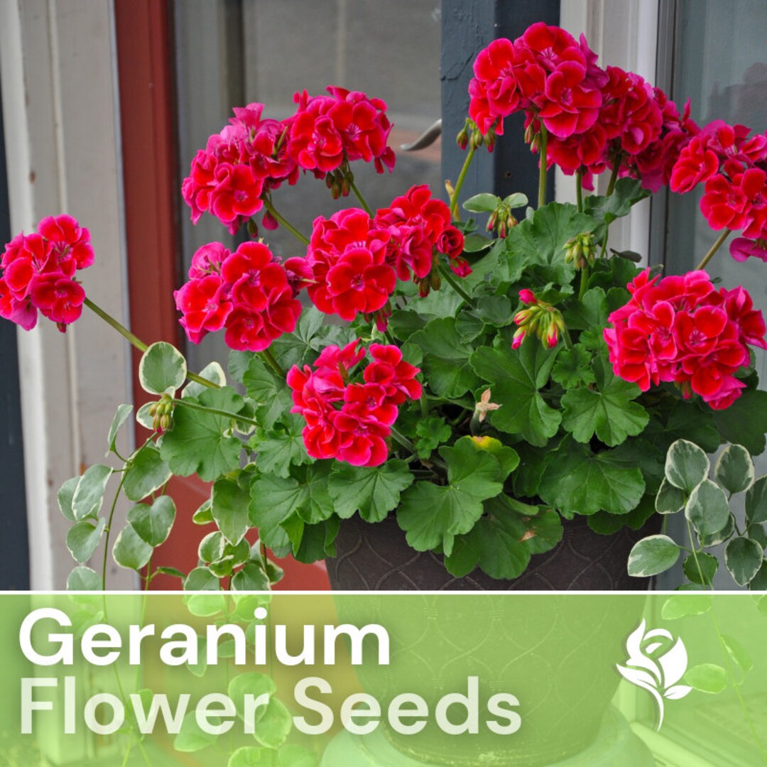 100 Geranium Seeds Ivy Red Flower Seeds, Heirloom Seeds, Non Gmo ...