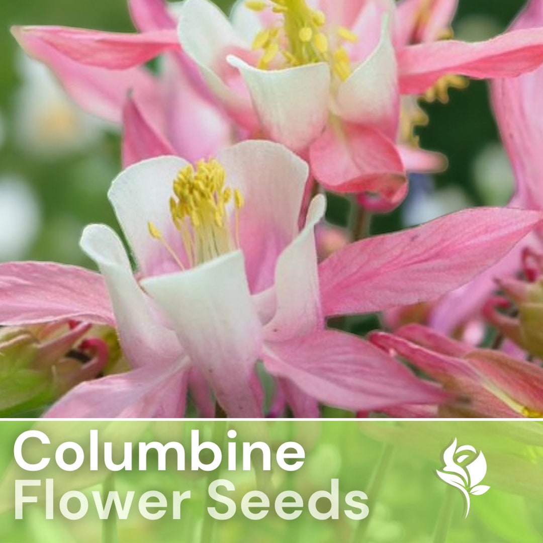 65 Columbine Seeds - Canary Coral - Flower Seeds, Heirloom Seeds, Non ...