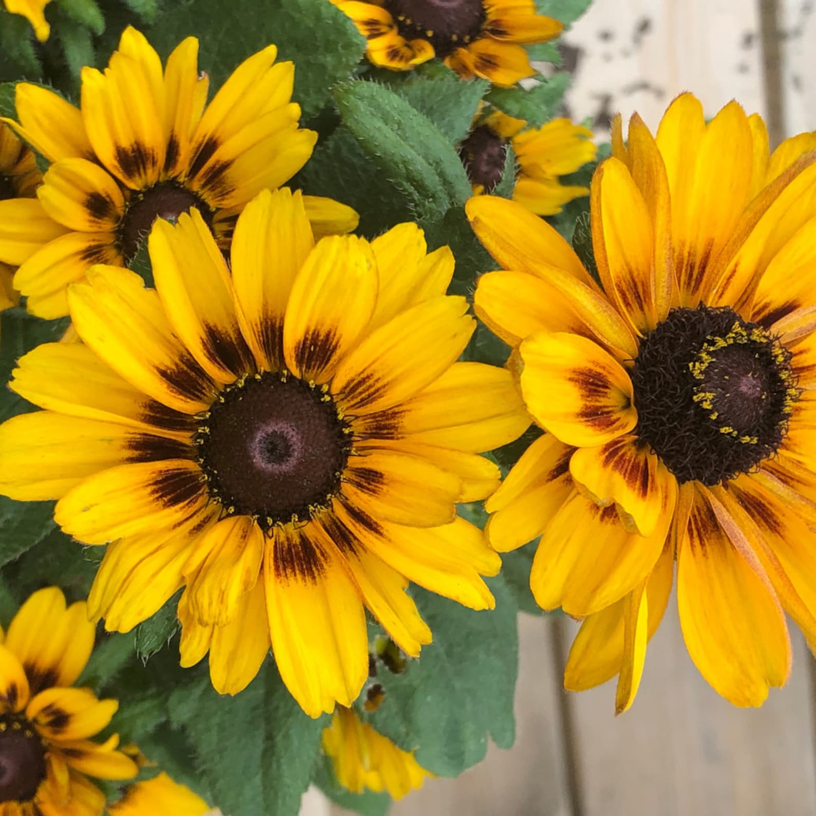 100 Blanket Flower Seeds Yellow Flower Seeds, Heirloom Seeds, Non Gmo ...