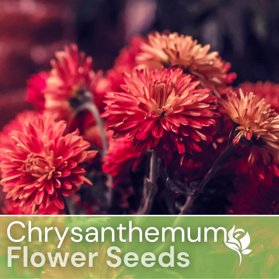175 Chrysanthemum Seeds - Vintage Red - Flower Seeds, Heirloom Seeds ...