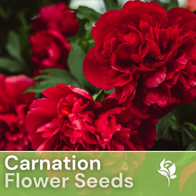 250 Carnation Seeds Heavenly Roux Flower Seeds, Heirloom Seeds, Non Gmo, Garden Seeds, Gardening ...