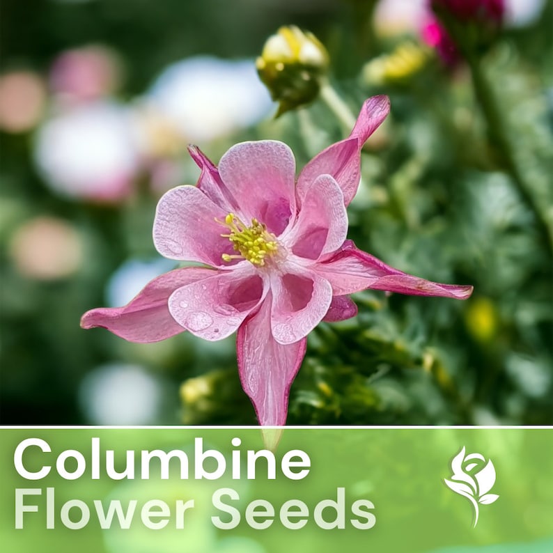 65 Columbine Seeds Blush Rose Flower Seeds, Heirloom Seeds, Non Gmo ...