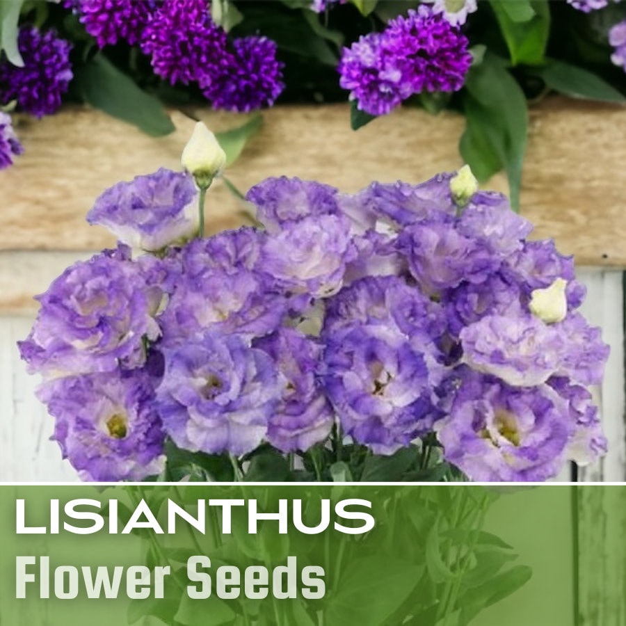 140 Lisianthus Seeds Blue Flash Flower Seeds, Heirloom Seeds, Non Gmo ...