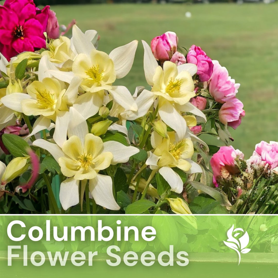65 Columbine Seeds - Sunshine Yellow - Flower Seeds, Heirloom Seeds ...