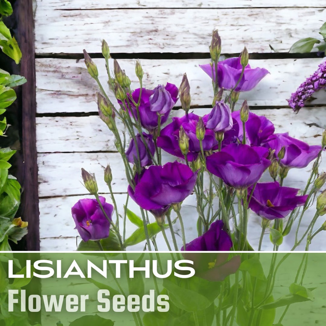 140 Lisianthus Seeds - Lilac Shadow - Flower Seeds, Heirloom Seeds, Non ...