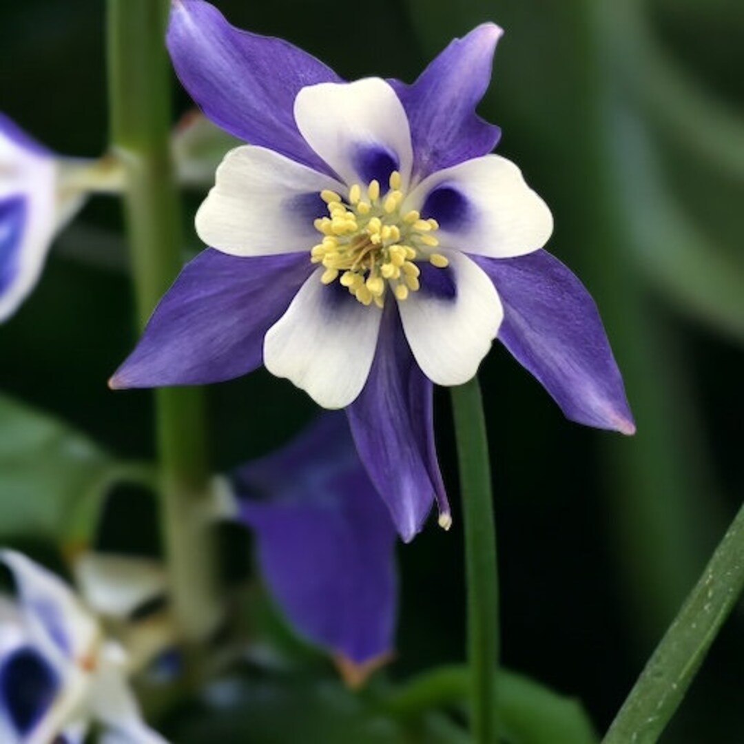 65 Columbine Seeds Arctic Whisper Flower Seeds, Heirloom Seeds, Non Gmo ...