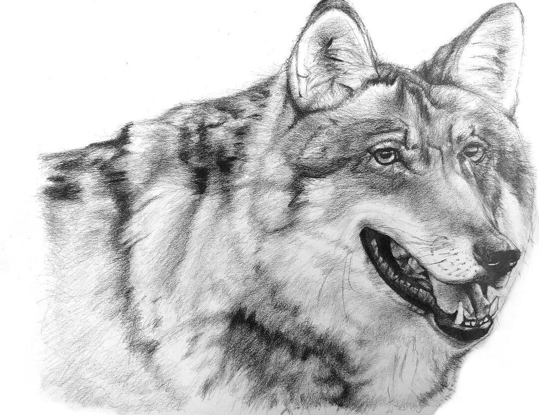 PRINT Wolf-original Wolf Drawing-graphite on Paper Art Poster Print by ...