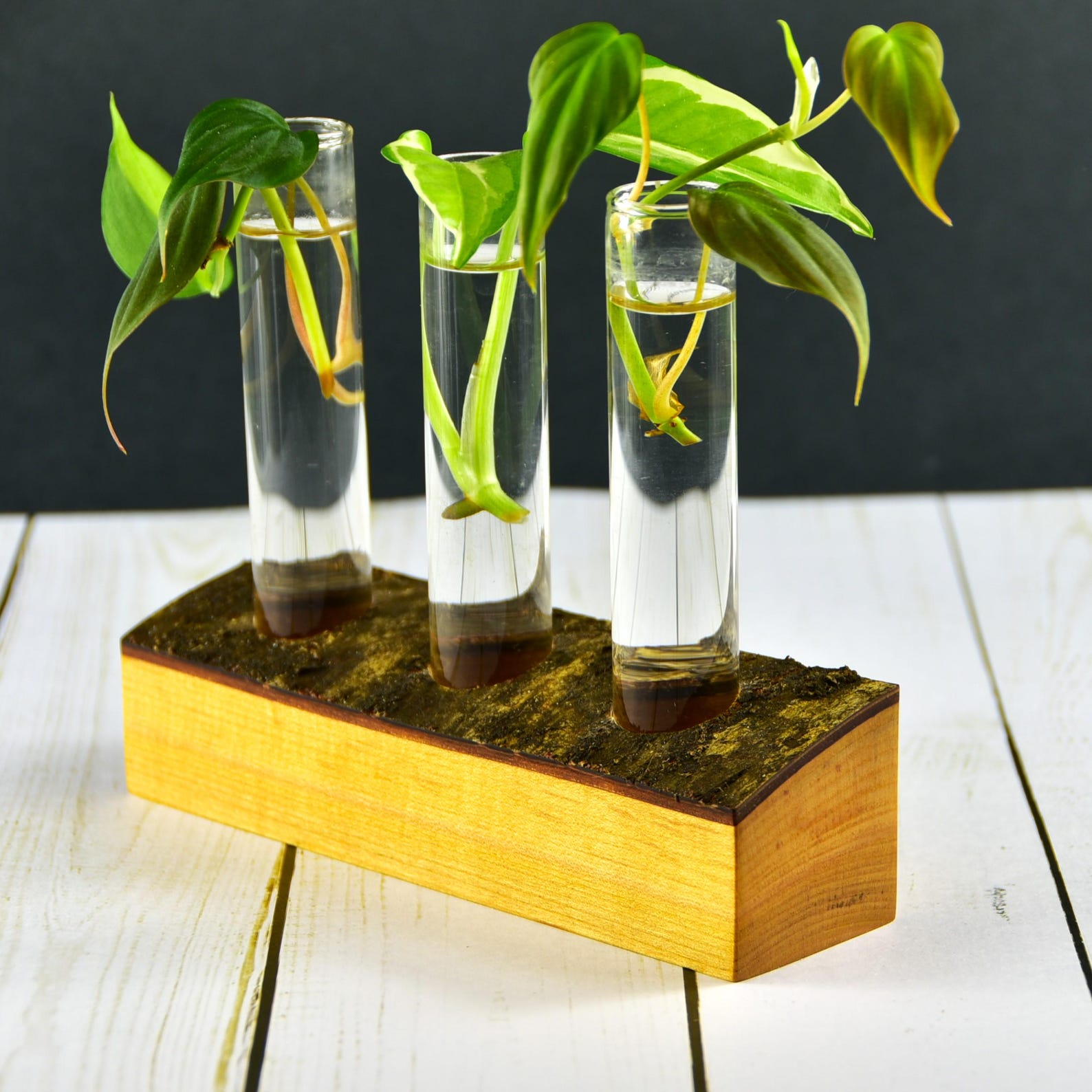Plant Propagation Station, Live-edge, Real Wood, Propagation Planter ...