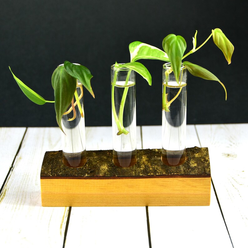 Plant Propagation Station, Live-edge, Real Wood, Propagation Planter ...