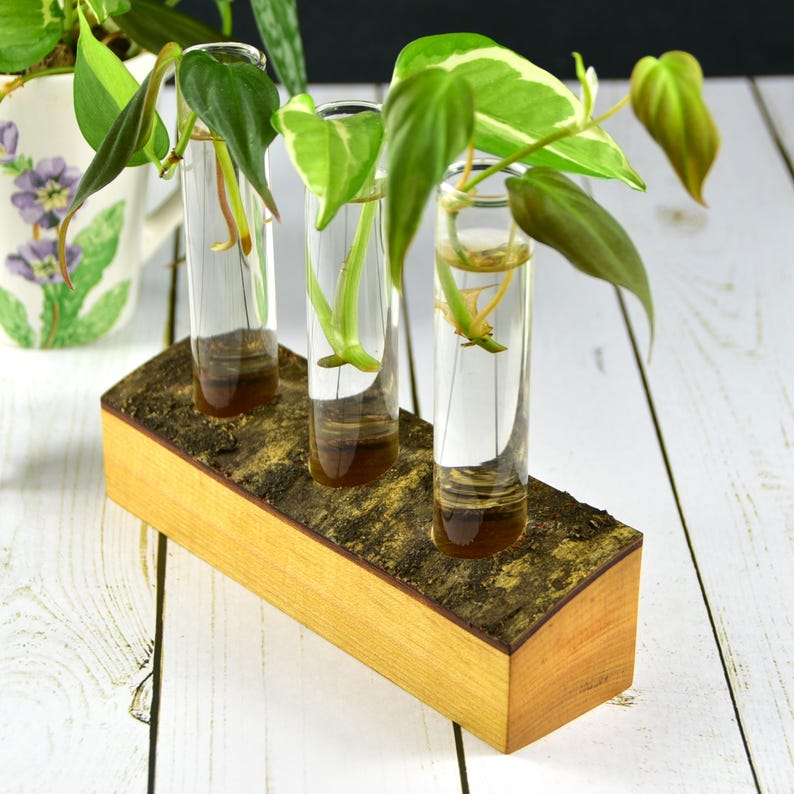 Plant Propagation Station, Live-edge, Real Wood, Propagation Planter ...