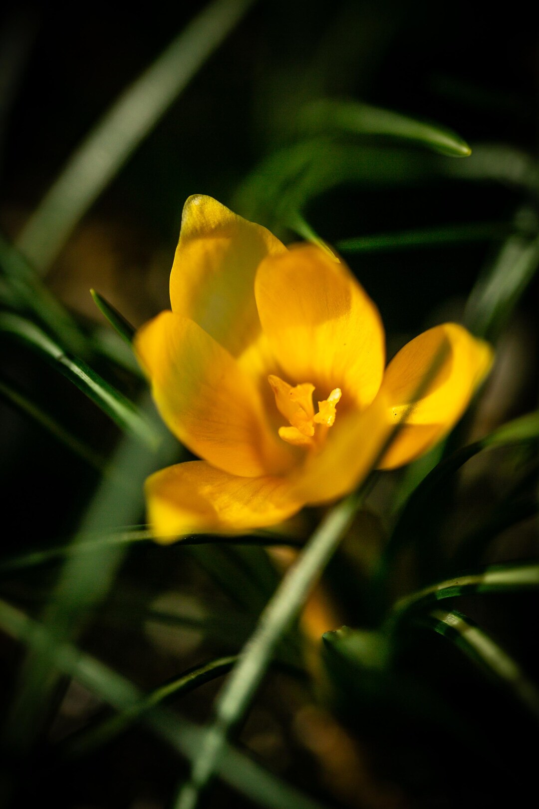 Crocus Photo, Spring Flowers, Floral Photo, Botanical Photo, Yellow ...